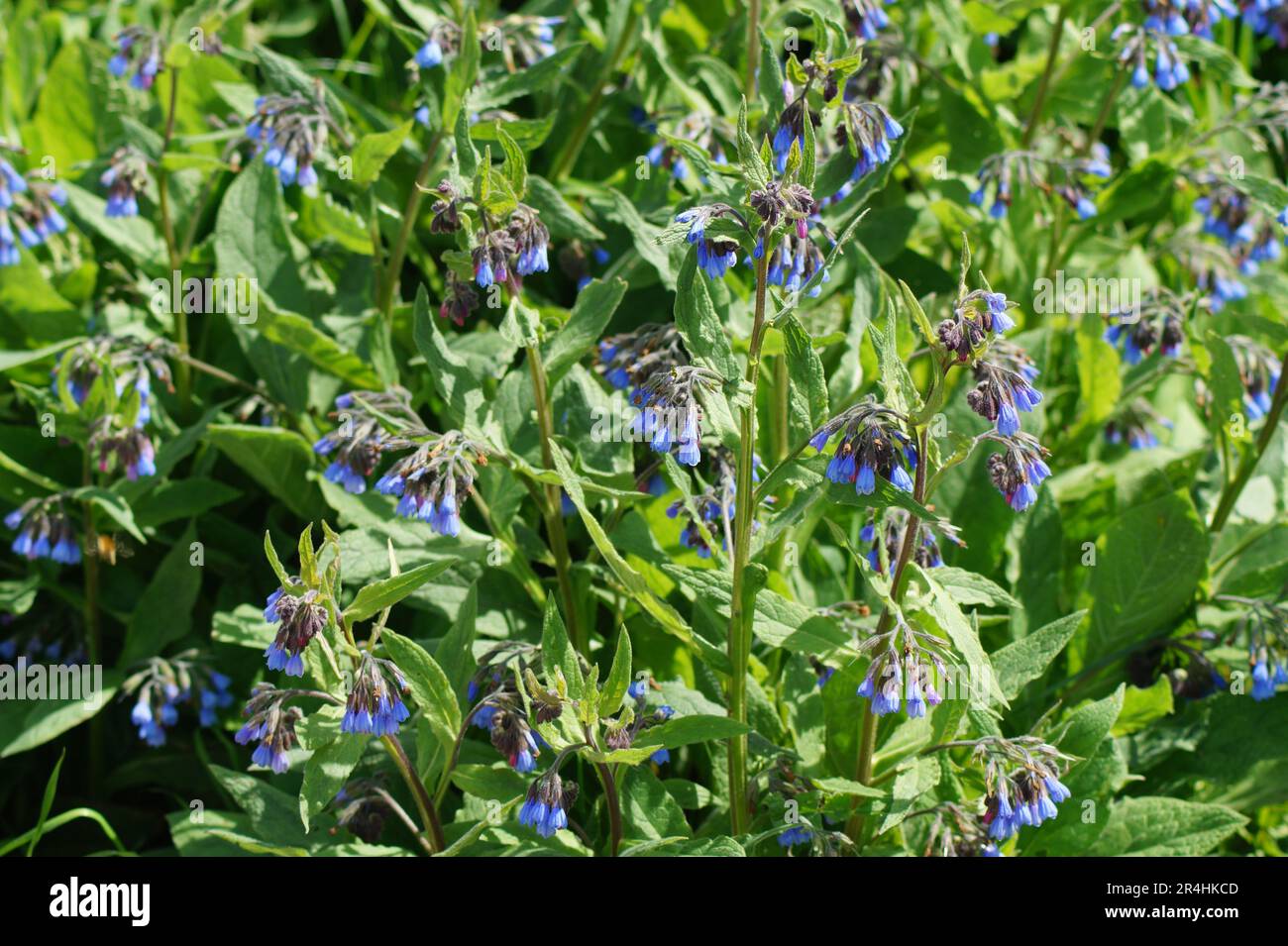 blue flowers of rough comfrey Stock Photo - Alamy