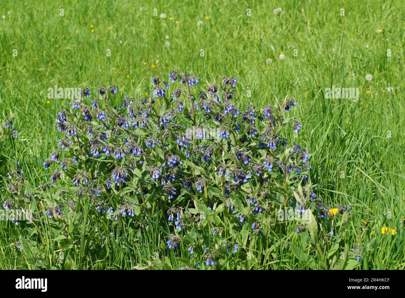 plant rough comfrey stands on a meadow Stock Photo - Alamy