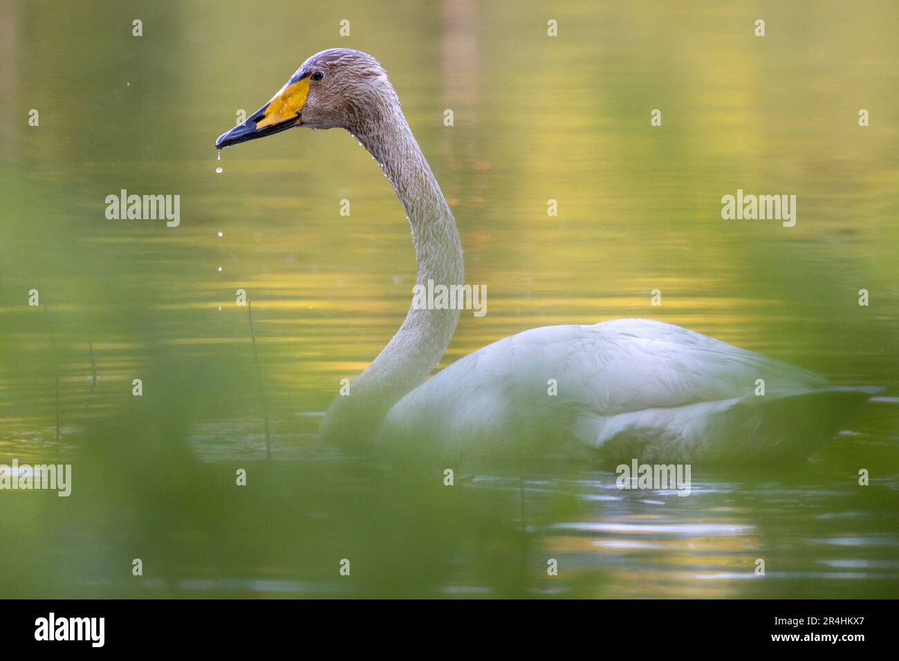 Swan of finland hi-res stock photography and images - Alamy