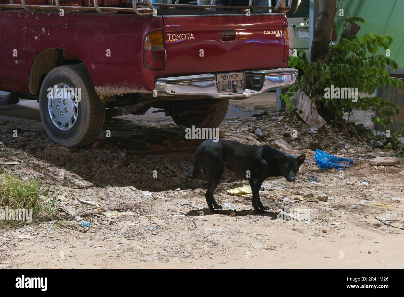 Who Will Pick Up Stray Dogs