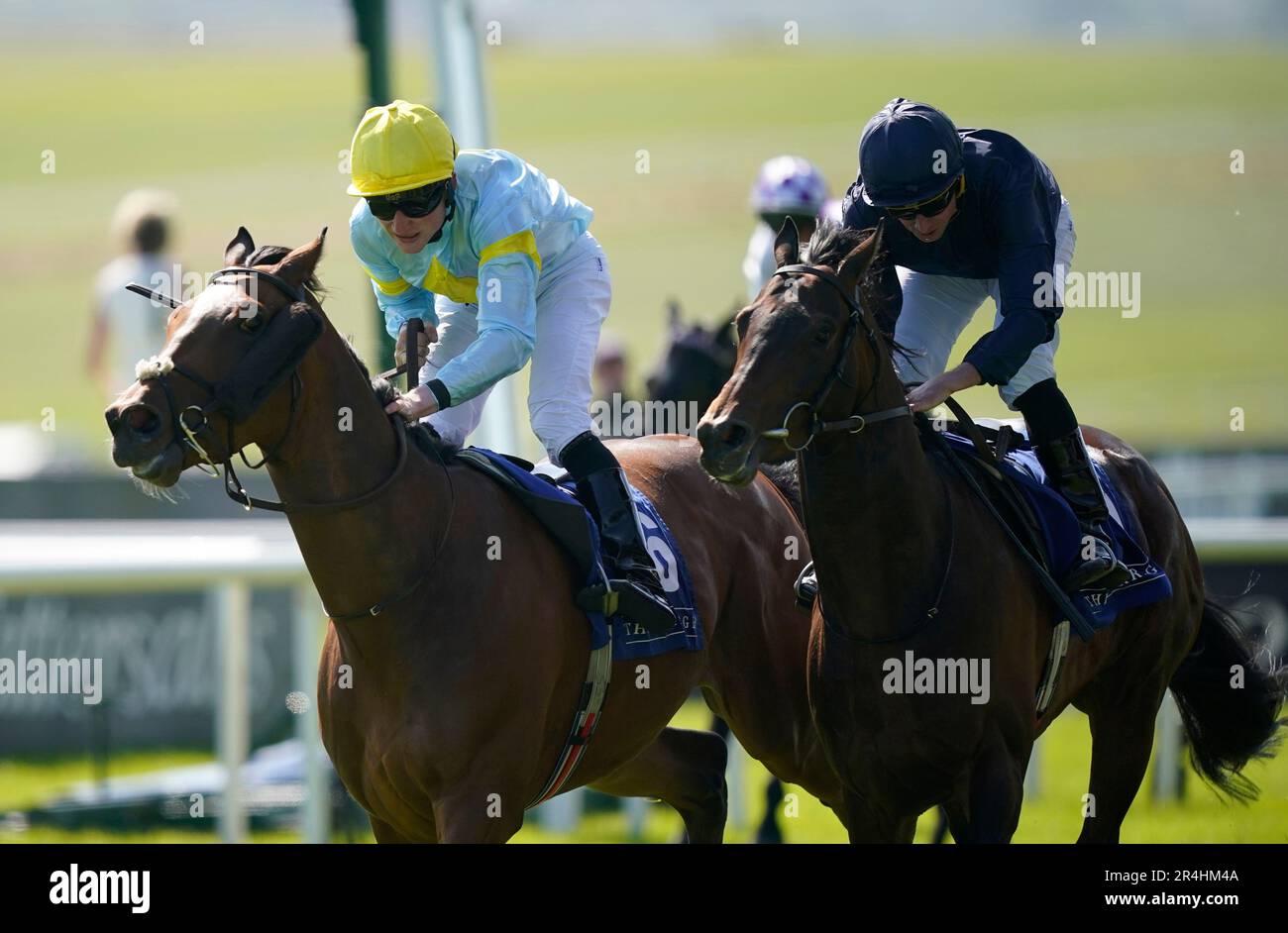 Drumroll horse hi-res stock photography and images - Alamy