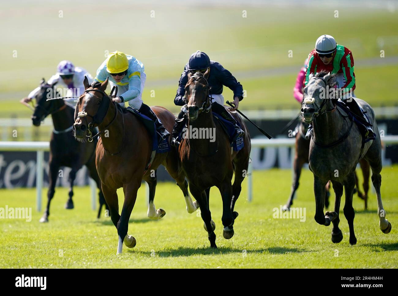 Drumroll horse hi-res stock photography and images - Alamy