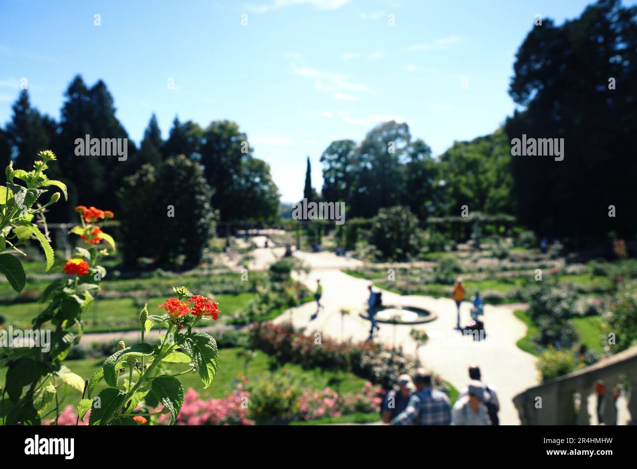 Mainau flower hi-res stock photography and images - Alamy