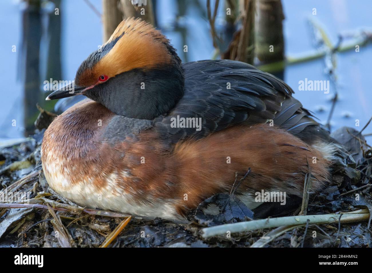 A horned grebe Stock Photo - Alamy