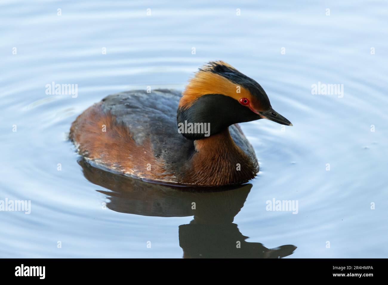 A horned grebe Stock Photo - Alamy