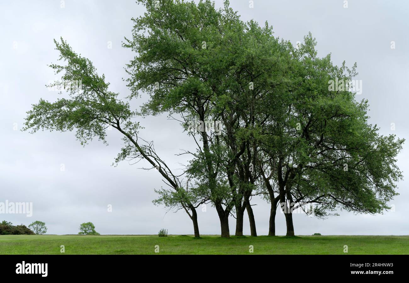 Small clump of trees hi-res stock photography and images - Alamy