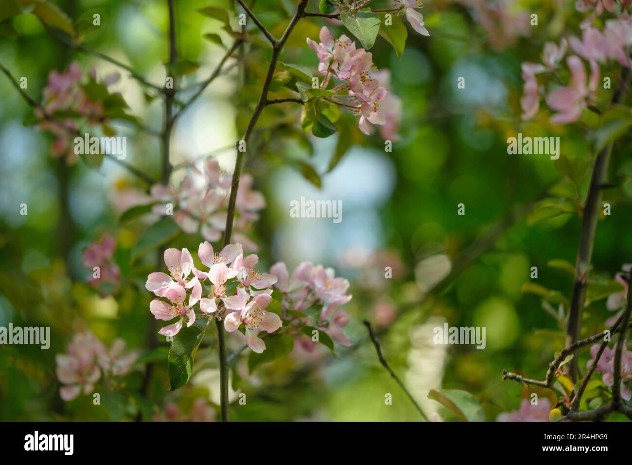 Spring Cherry blossoms, pink flowers. the cherry blossoms are in full ...