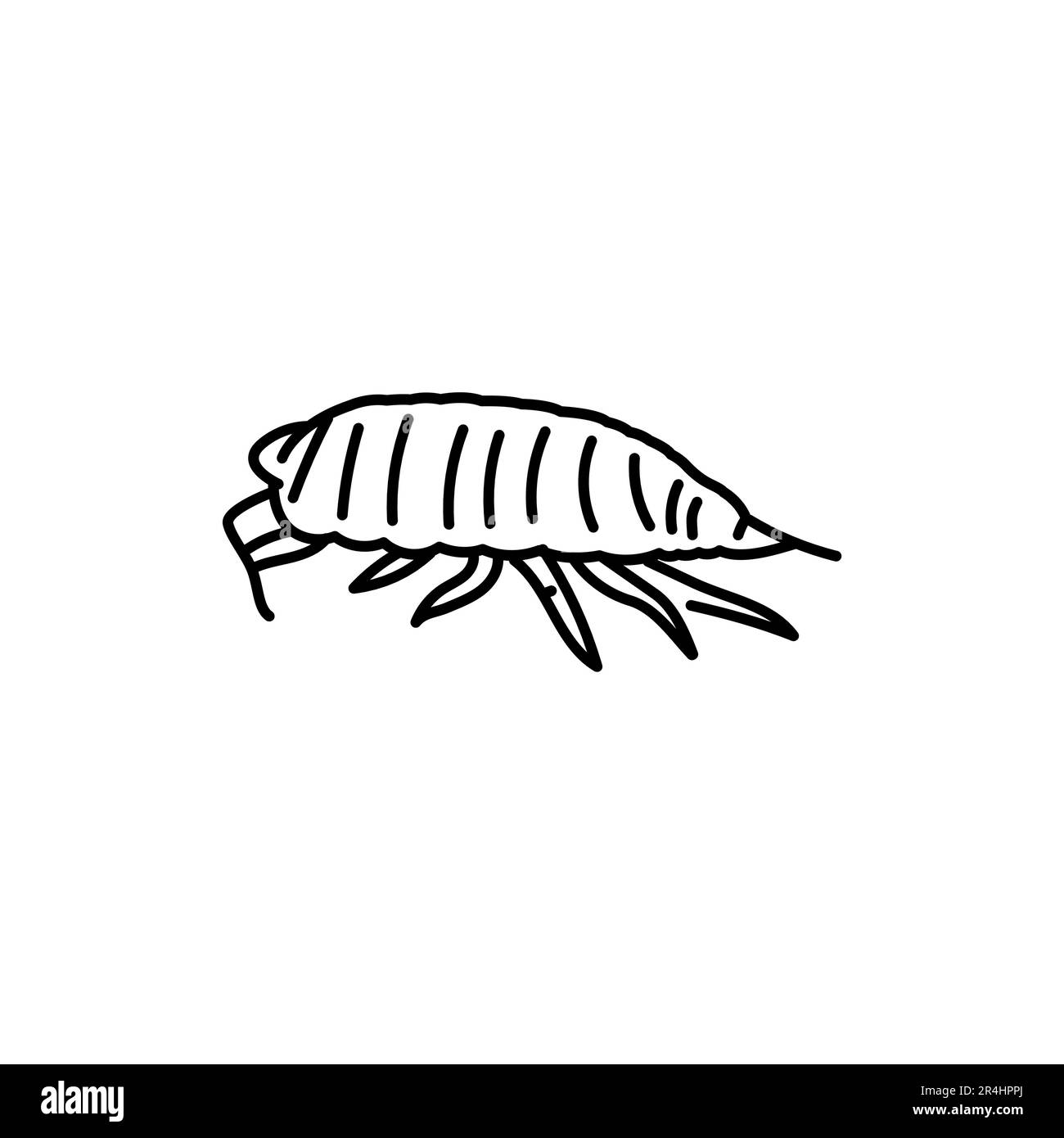 Louse drawing Black and White Stock Photos & Images - Alamy