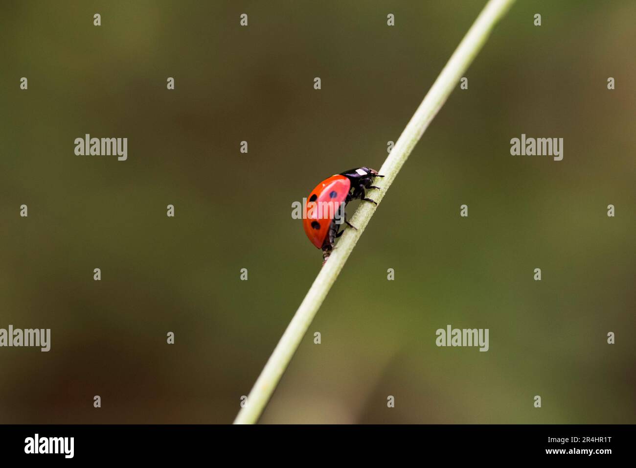 Ladybug or lady beetle walking on a branch Stock Photo - Alamy