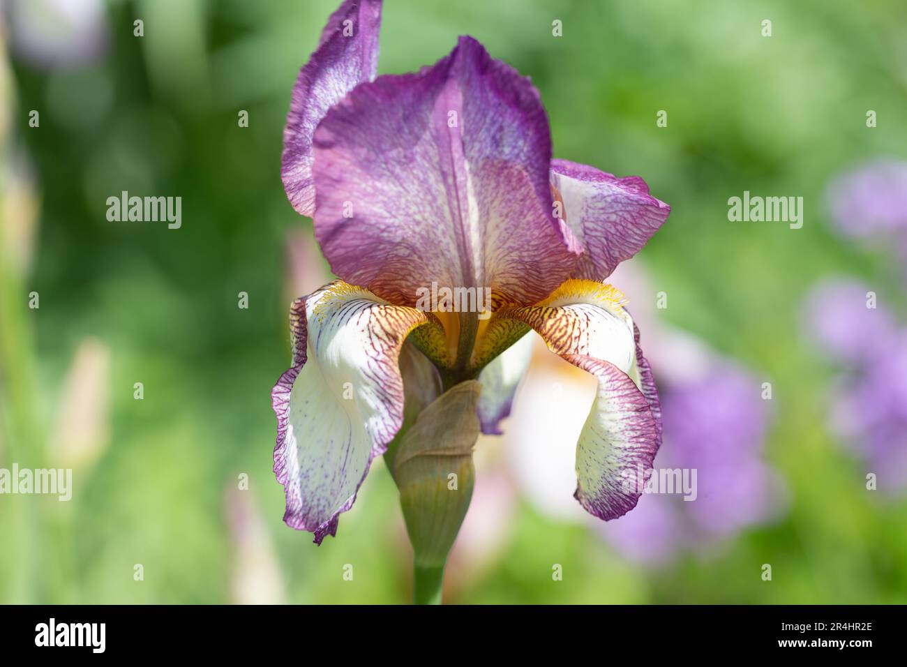 Benton End, Suffolk, UK. 28th May 2023. A Legacy of Sublime beauty in form? A view of one of ...