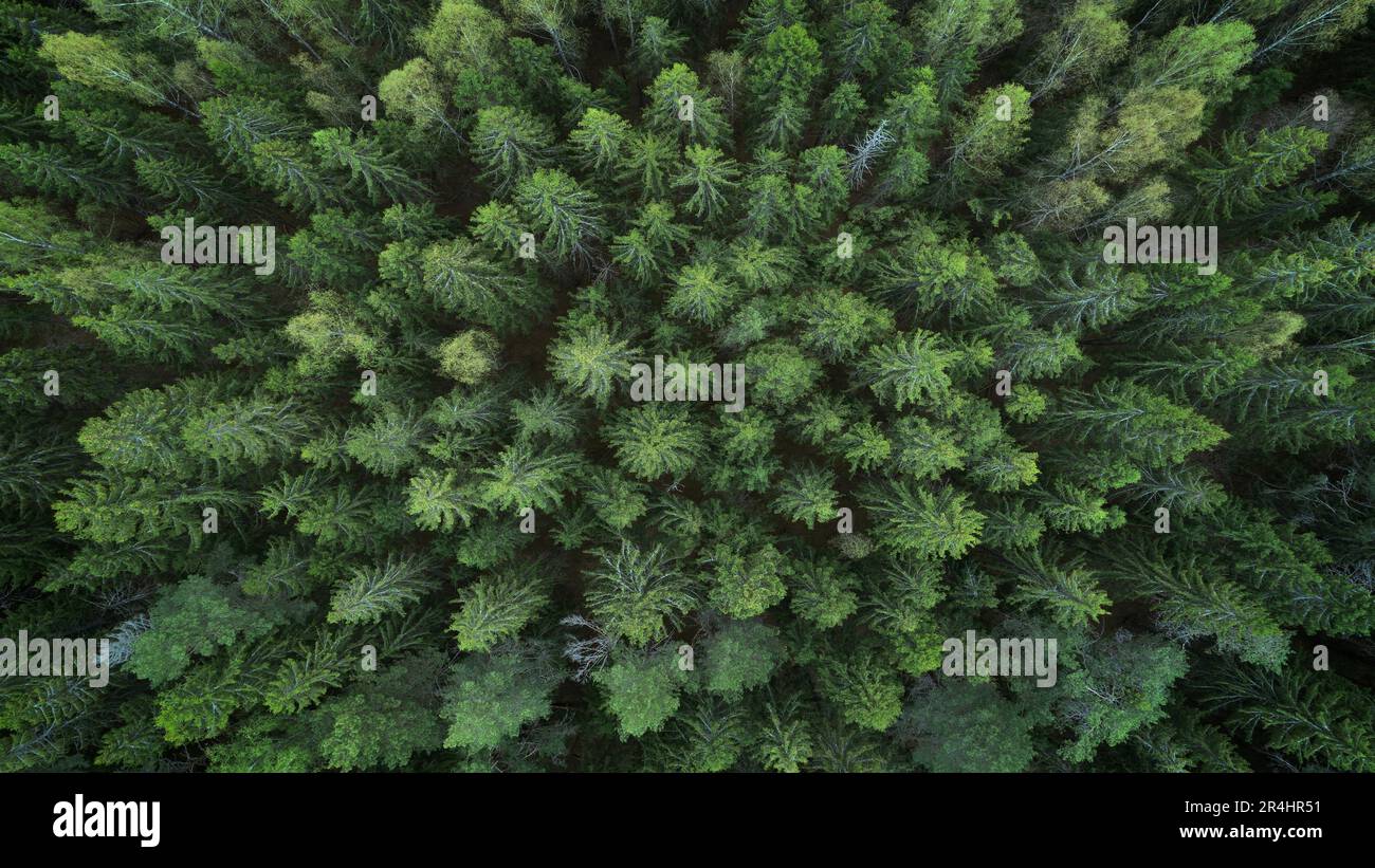 Aerial top view of summer green trees in forest drone photography ...