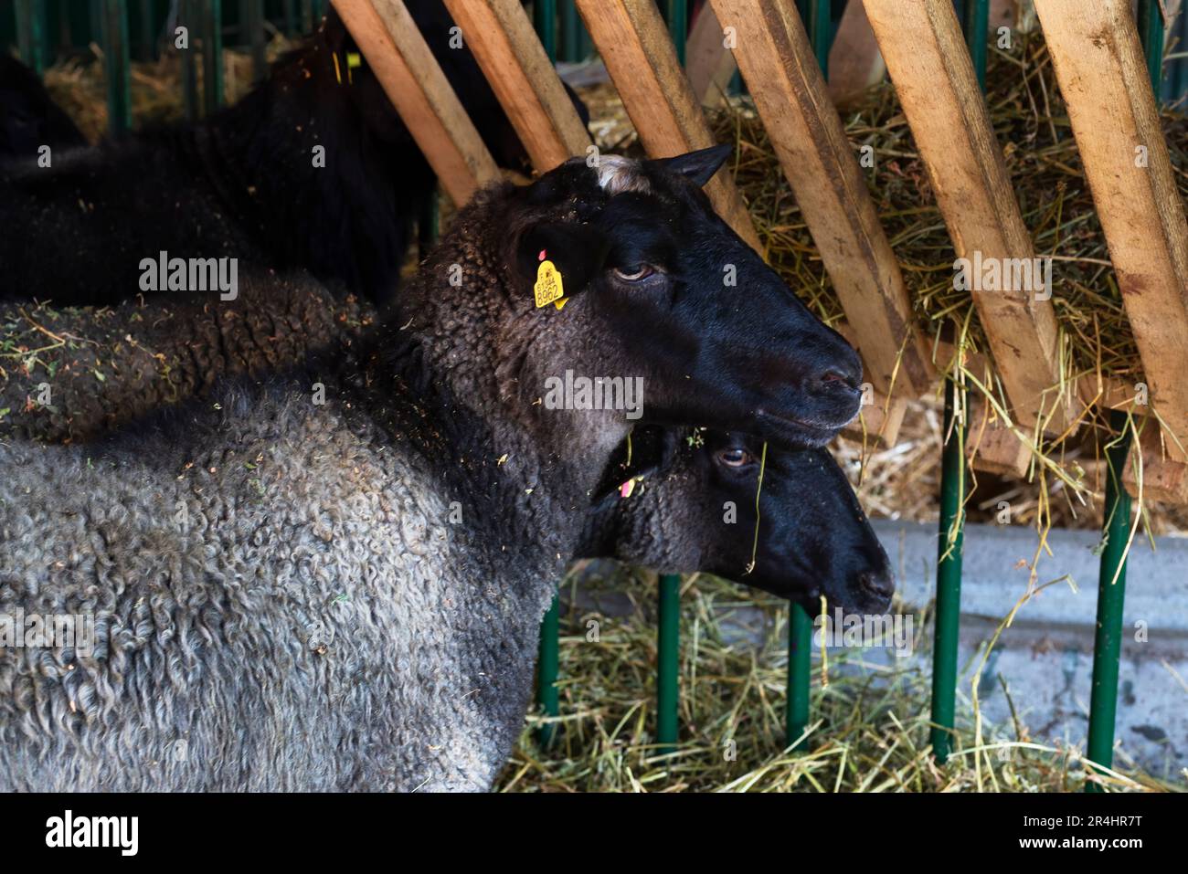 Black sheep in barn hi-res stock photography and images - Alamy
