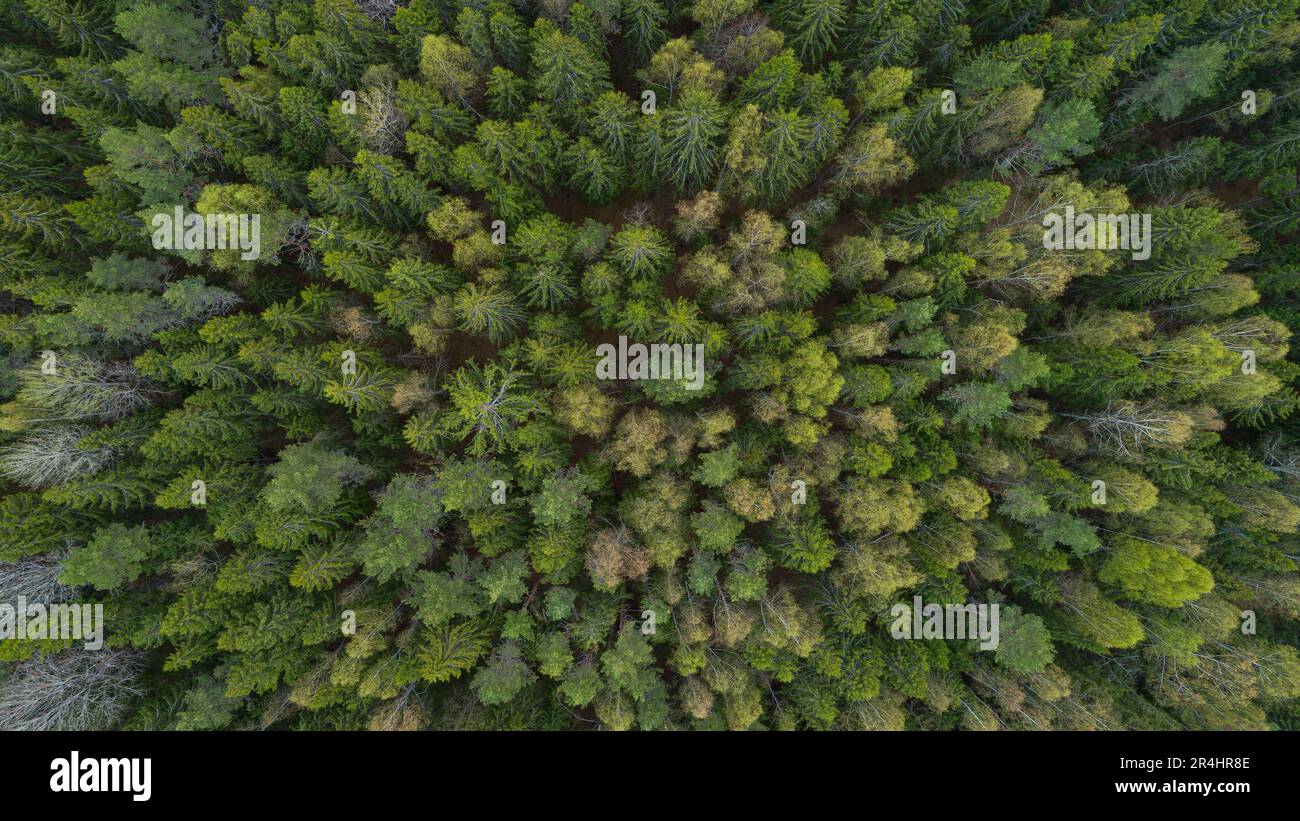Aerial top view of summer green trees in forest drone photography ...