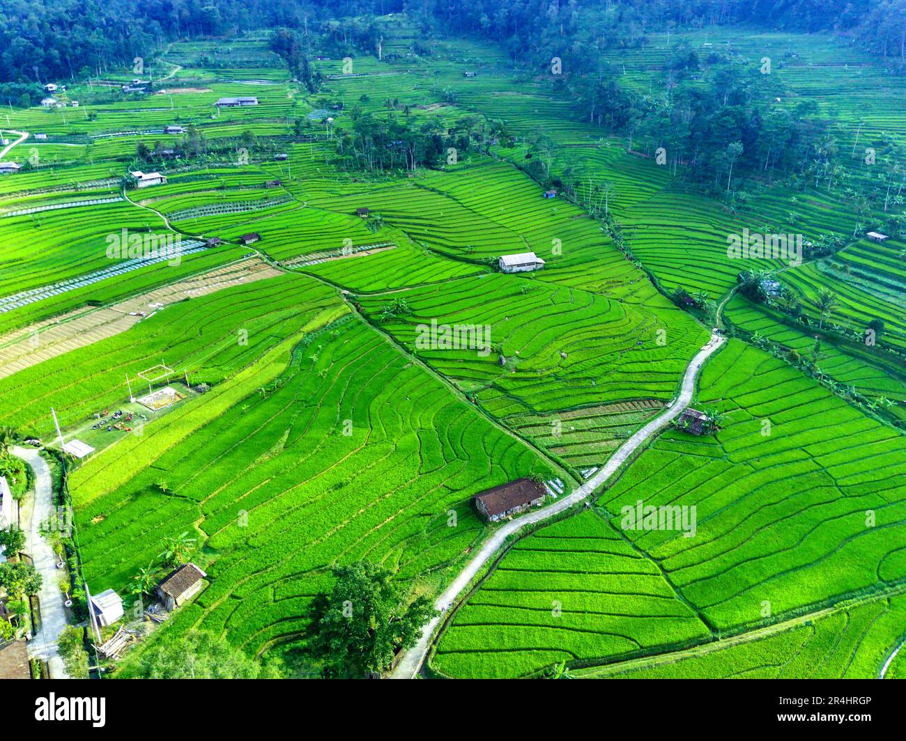 Aerial view of green terraced rice fields in Sepakung, Semarang ...