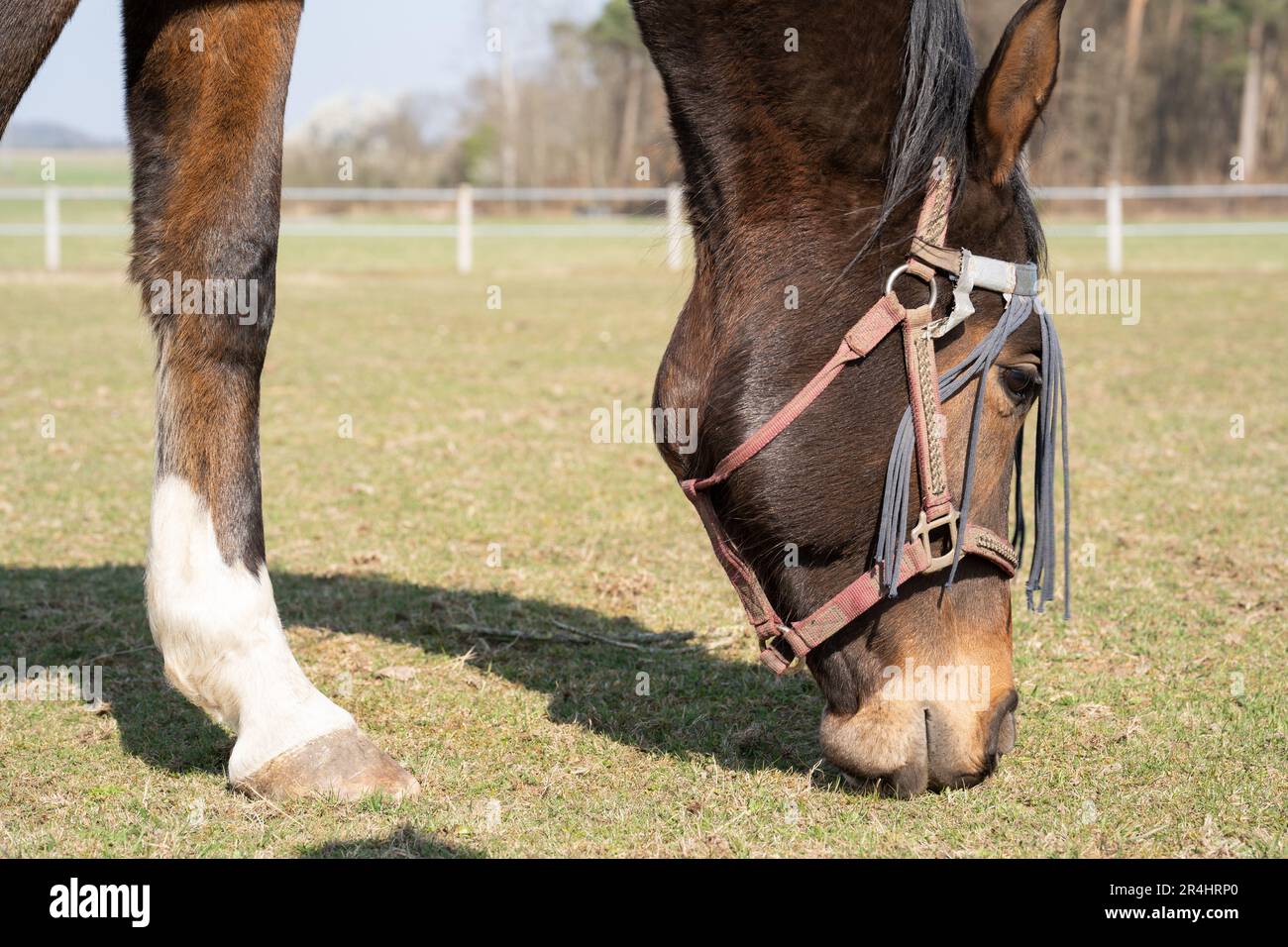 Horse head shield hi-res stock photography and images - Alamy