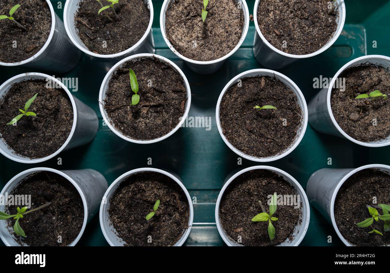 Top view of cups with growing vegetable seedlings in spring Stock Photo ...