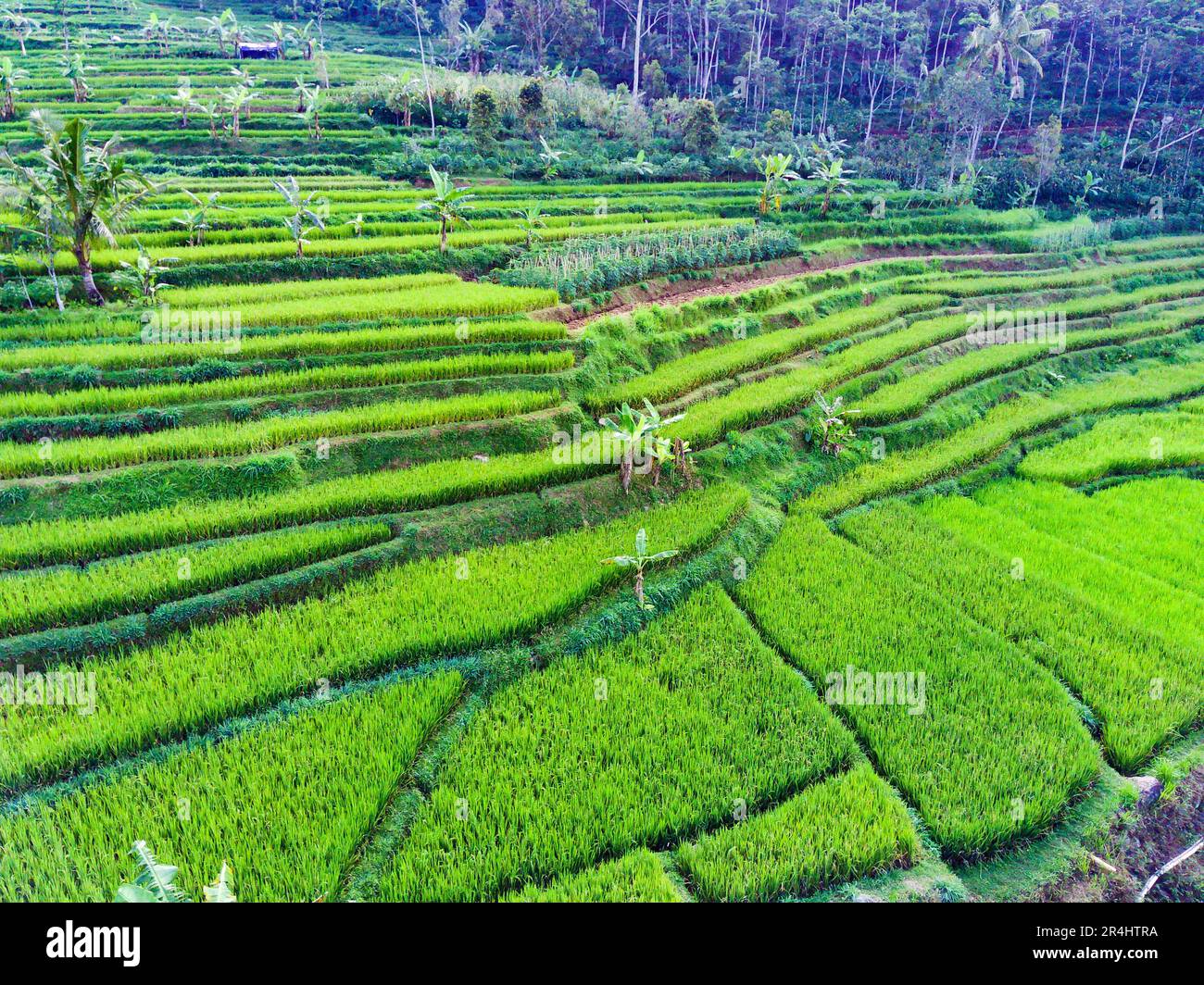 Aerial view of green terraced rice fields in Sepakung, Semarang ...