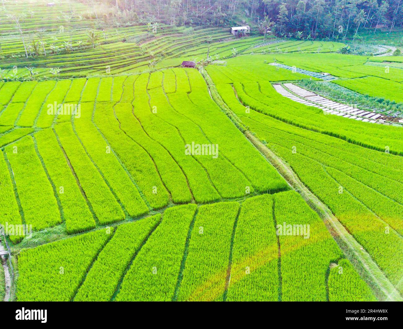 Aerial view of green terraced rice fields in Sepakung, Semarang ...