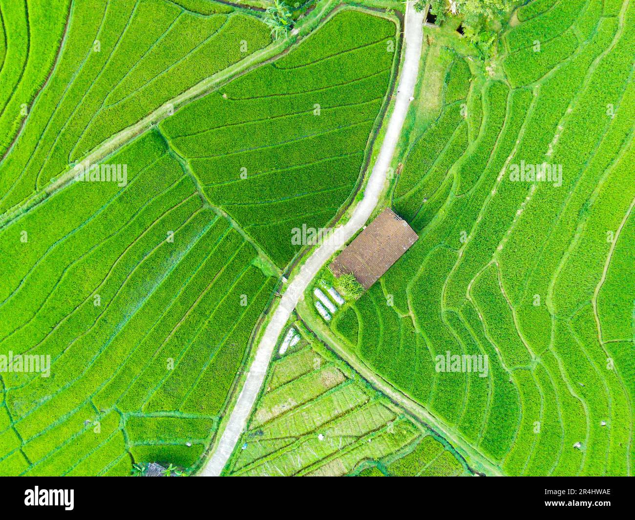 Aerial view of green terraced rice fields in Sepakung, Semarang ...