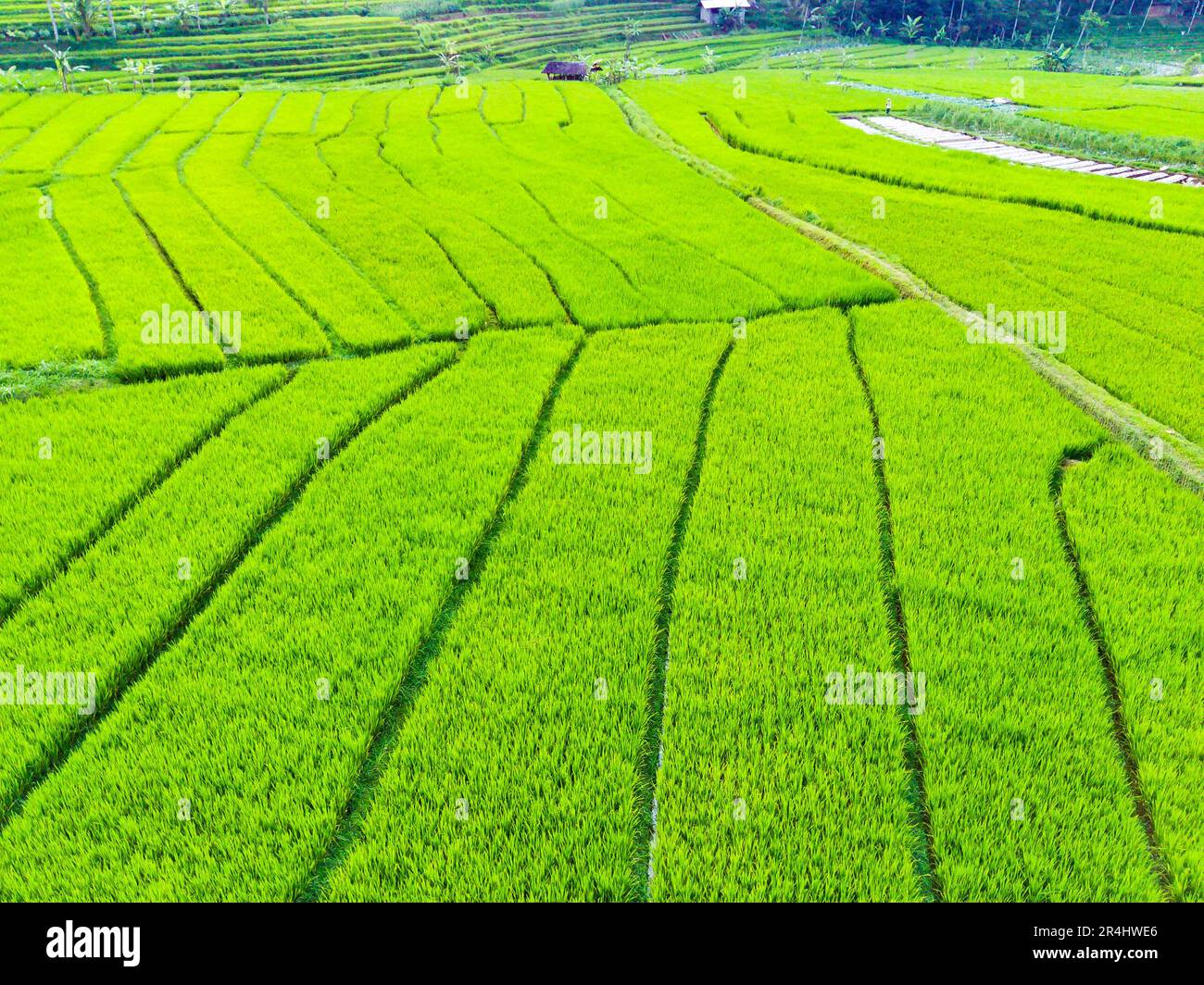 Aerial view of green terraced rice fields in Sepakung, Semarang ...