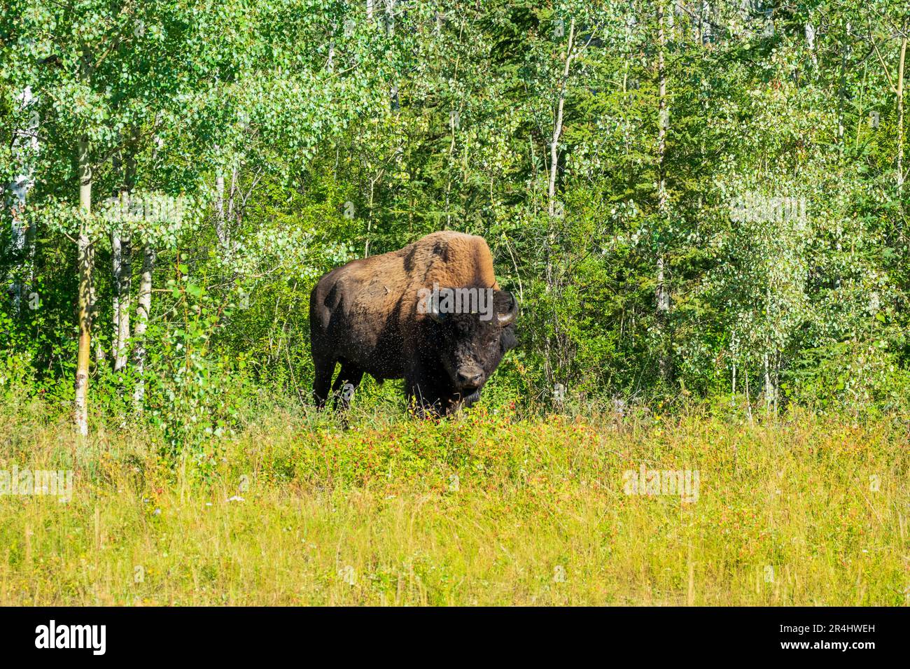 Wood Bison seen in Wood Bison Natinal Park, Northwest Territories and ...