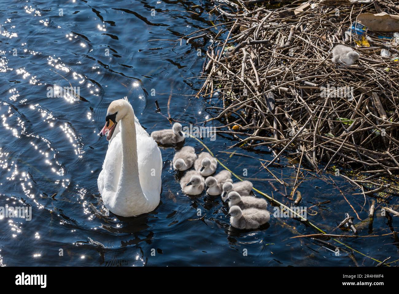 Female mute swan (Cygnus olor) with cygnets calling to one left behind in nest, Water of Leith ...
