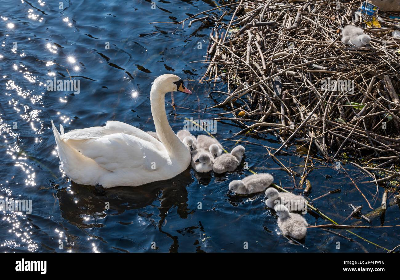 Female mute swan (Cygnus olor) with cygnets swimming in river and pne left behind in nest, Water ...