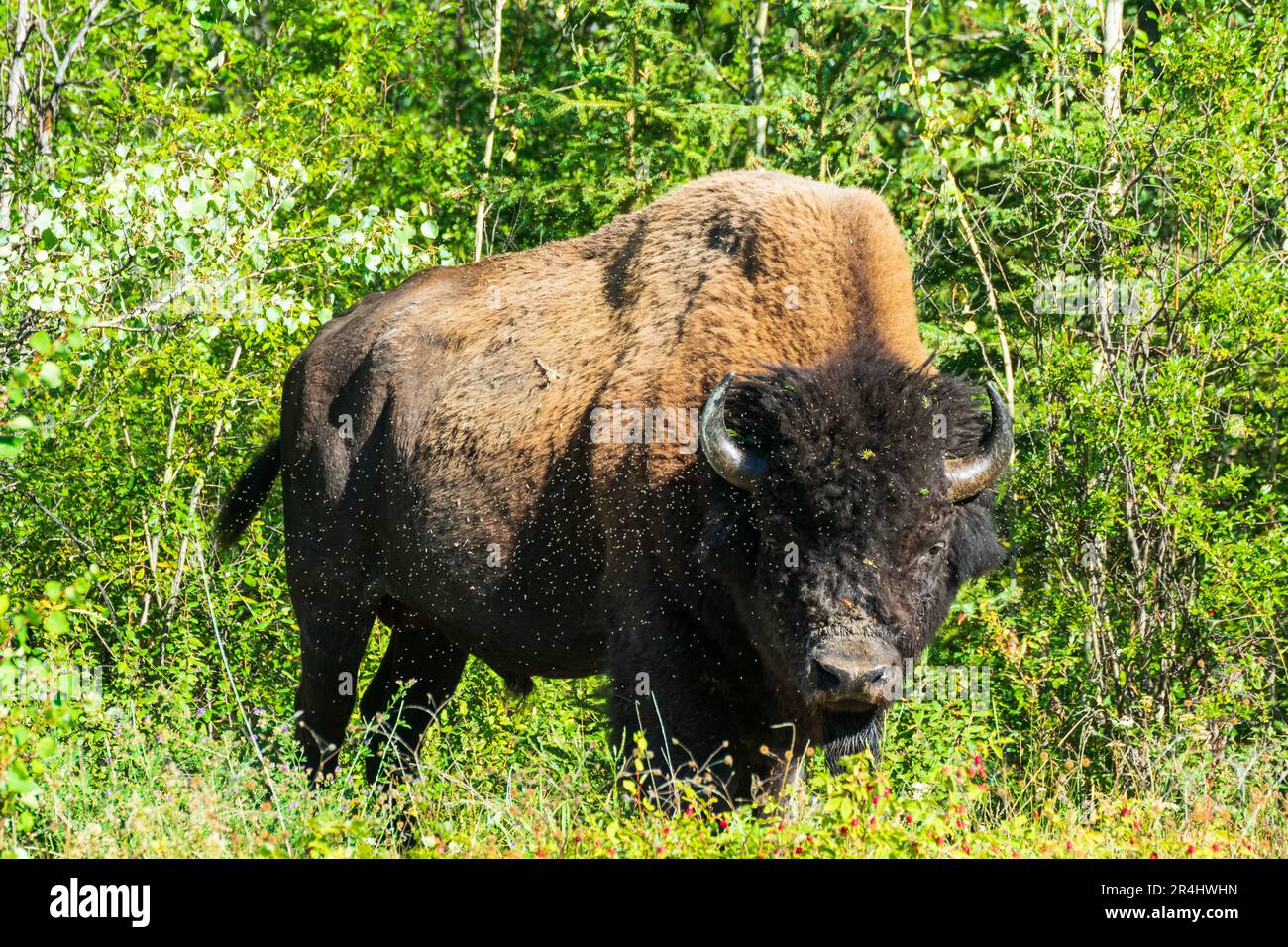 Wood Bison seen in Wood Bison Natinal Park, Northwest Territories and ...