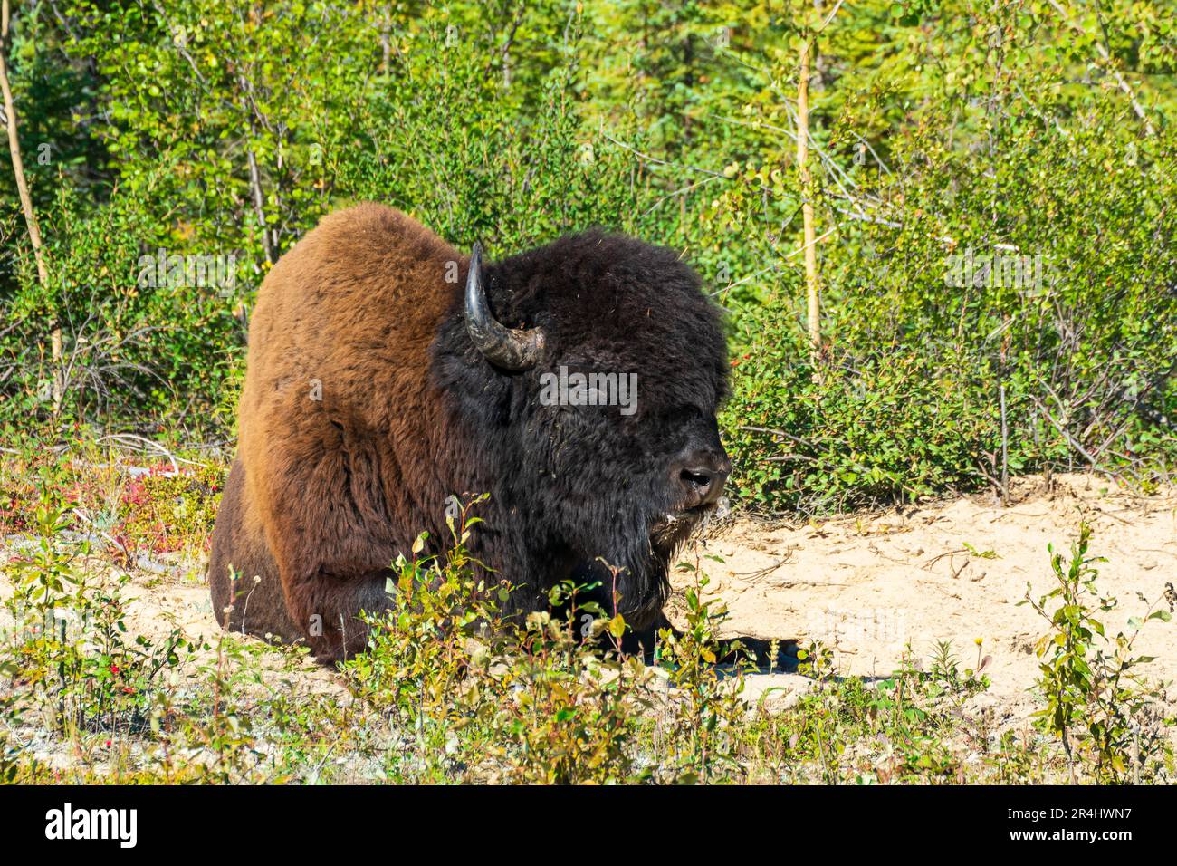 Wood Bison seen in Wood Bison Natinal Park, Northwest Territories and ...