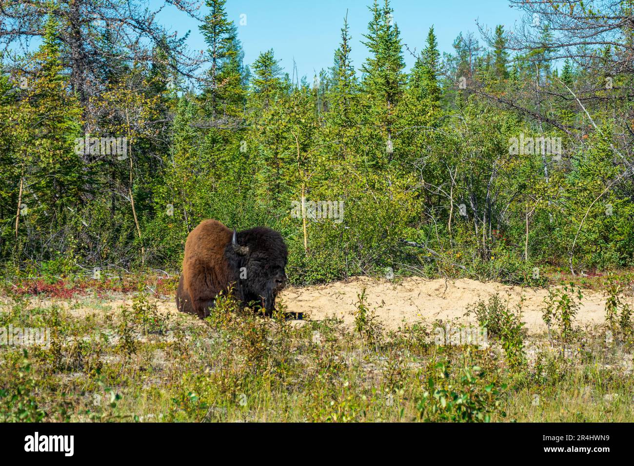 Wood Bison seen in Wood Bison Natinal Park, Northwest Territories and ...