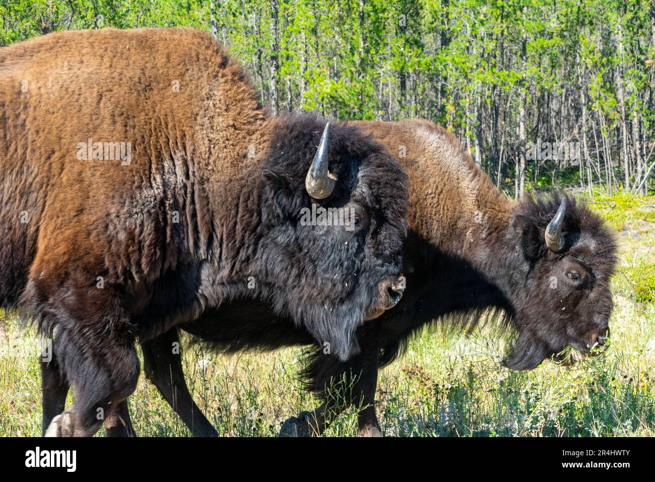 Wood Bison seen in Wood Bison Natinal Park, Northwest Territories and ...