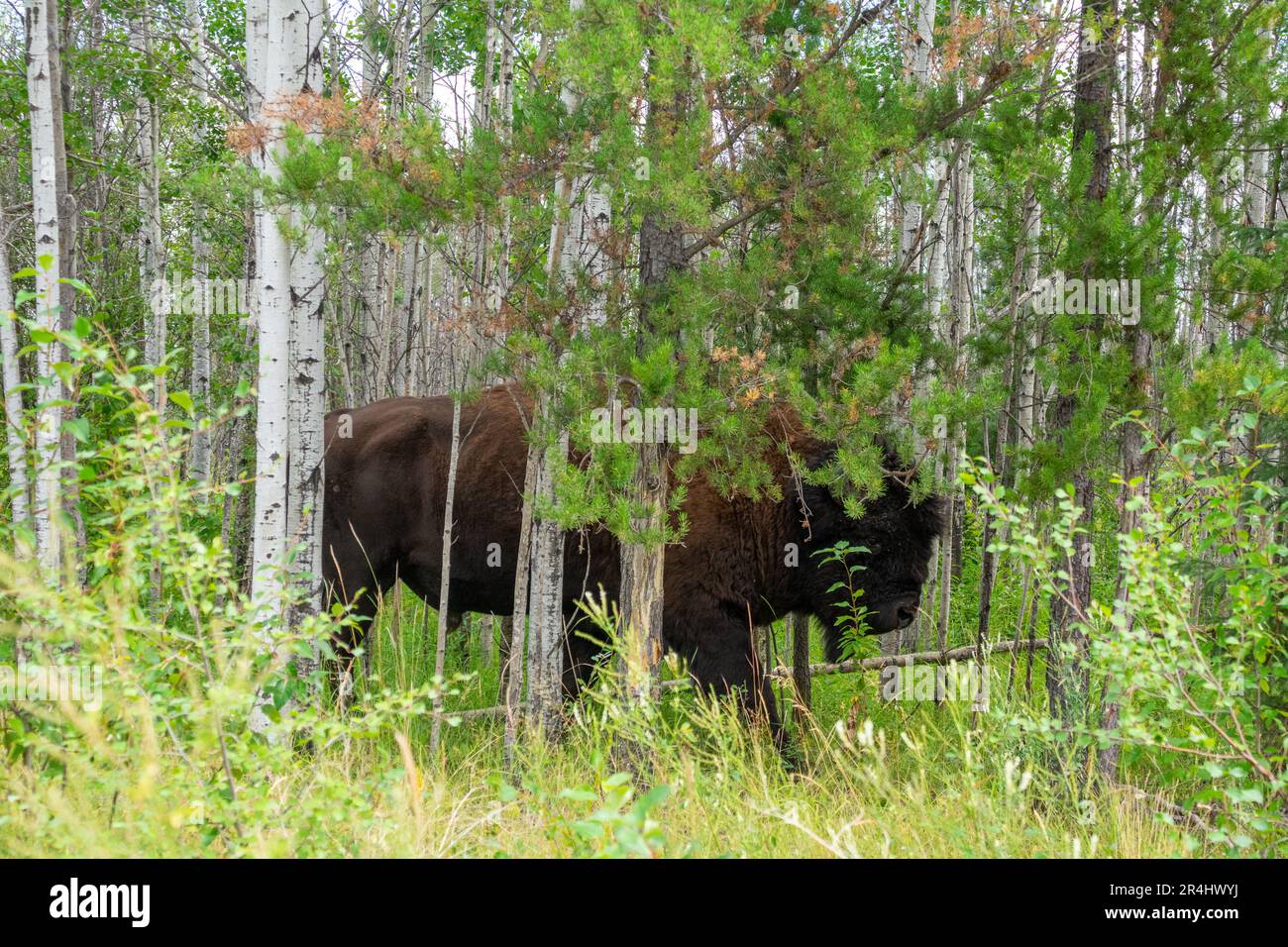 Wood Bison seen in Wood Bison Natinal Park, Northwest Territories and ...