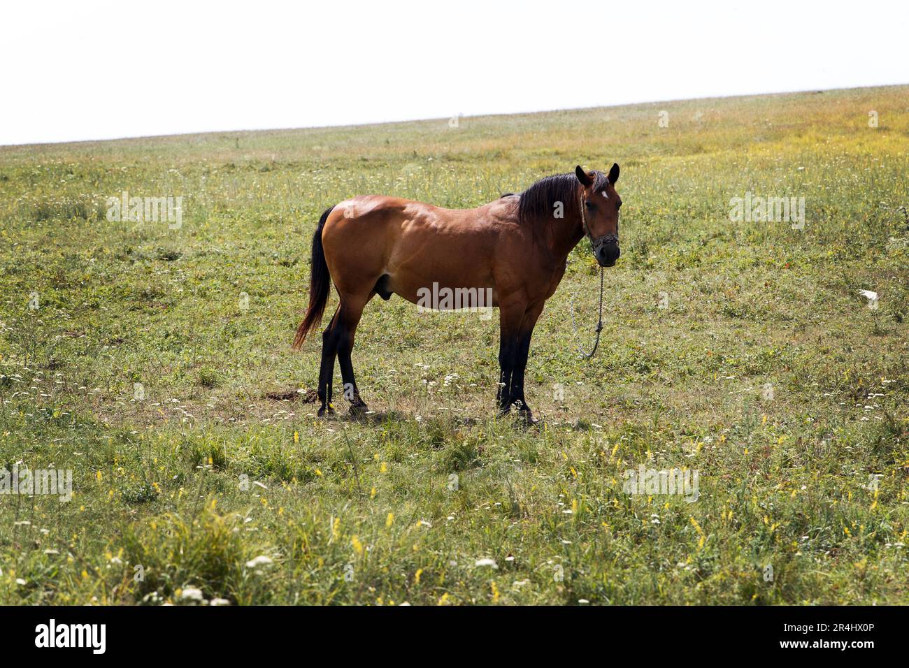 First flow horse hi-res stock photography and images - Alamy