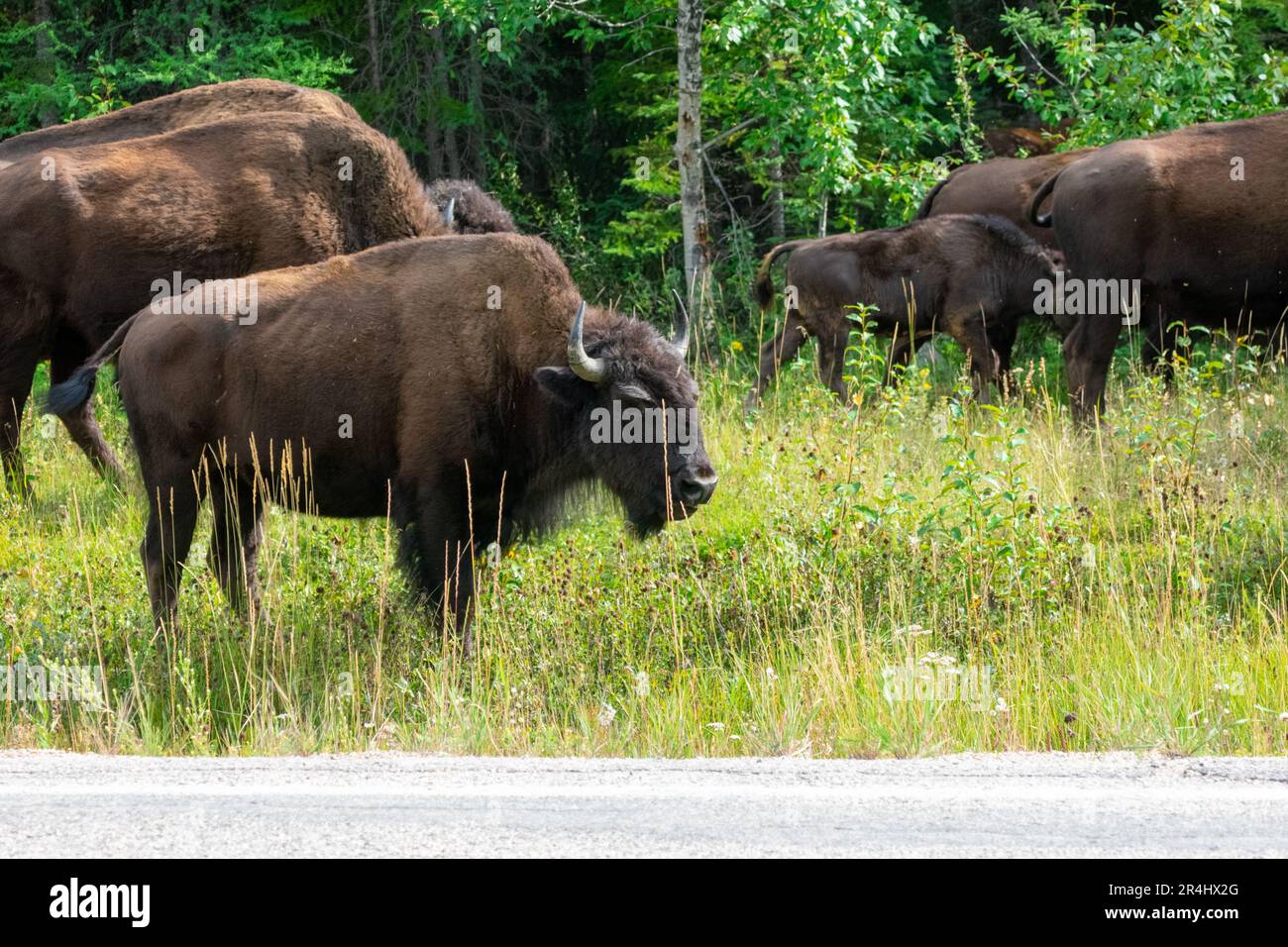Wood Bison seen in Wood Bison Natinal Park, Northwest Territories and ...