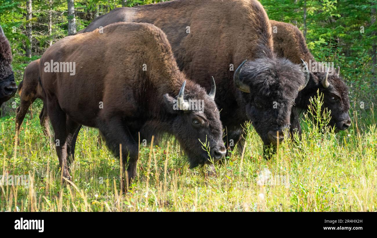 Wood Bison seen in Wood Bison Natinal Park, Northwest Territories and ...