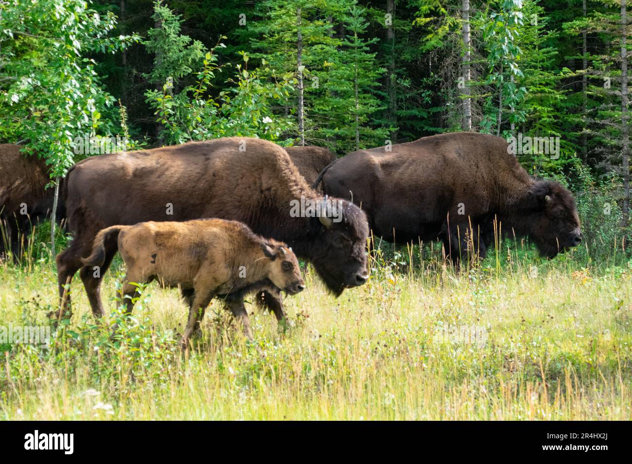 Wood Bison seen in Wood Bison Natinal Park, Northwest Territories and ...