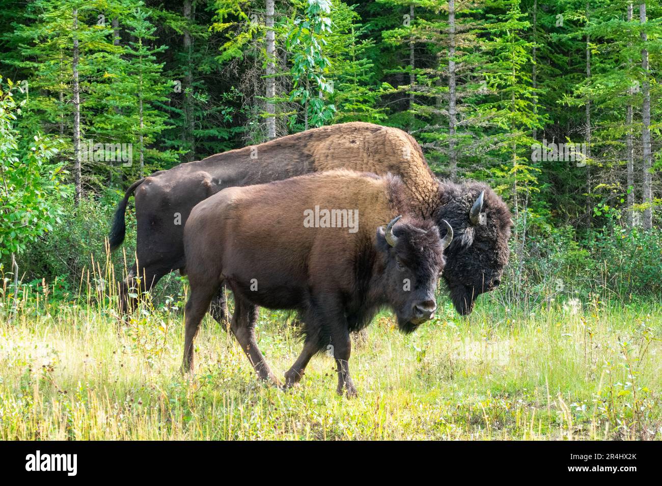 Wood Bison seen in Wood Bison Natinal Park, Northwest Territories and ...