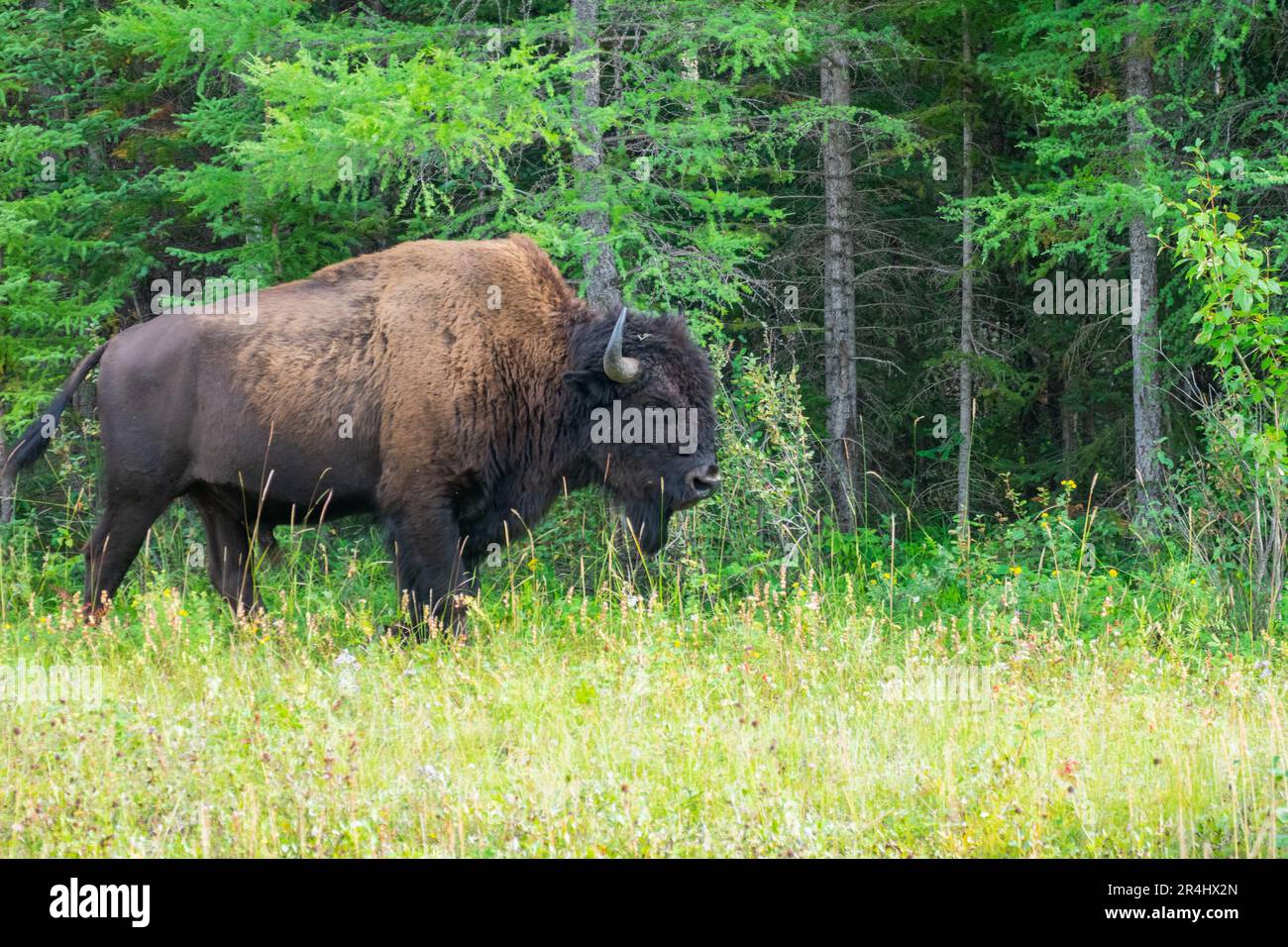 Wood Bison seen in Wood Bison Natinal Park, Northwest Territories and ...