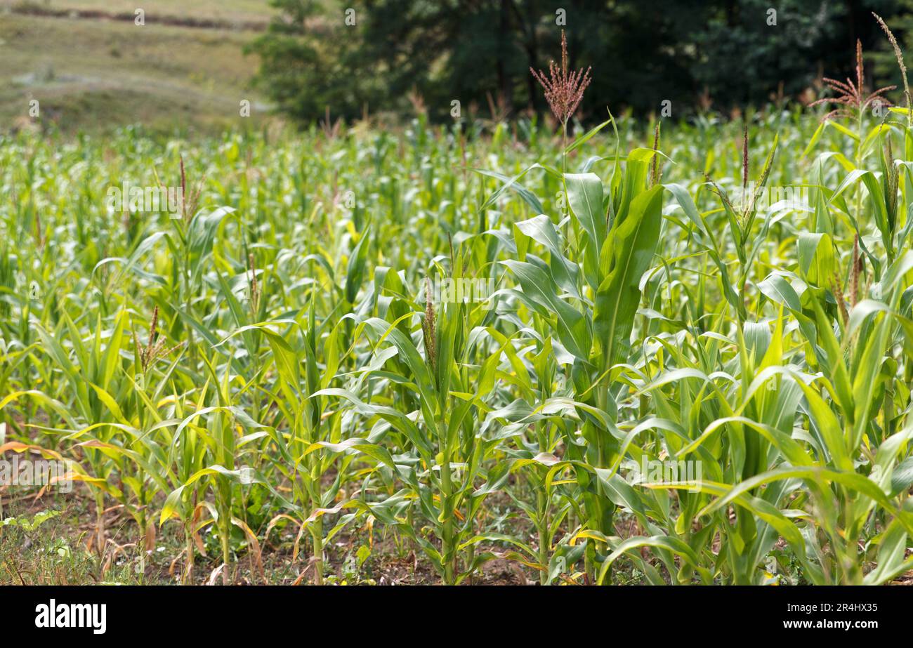 Rural areas and seasons hi-res stock photography and images - Alamy