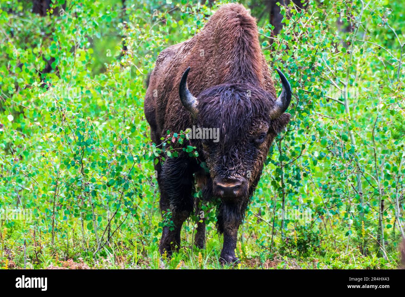 Wood Bison seen in Wood Bison Natinal Park, Northwest Territories and ...