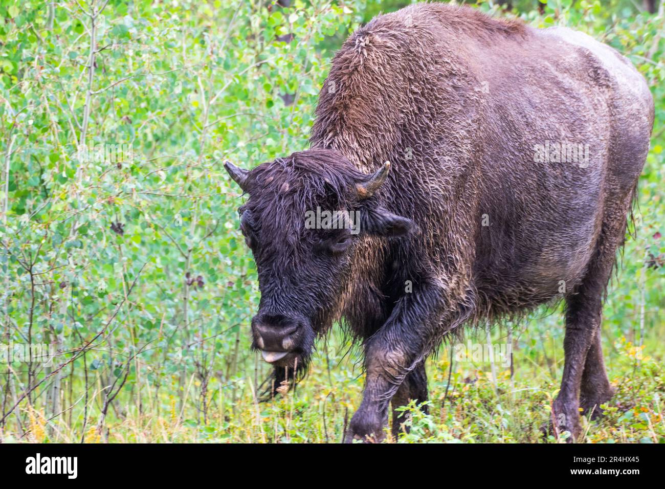 Wood Bison seen in Wood Bison Natinal Park, Northwest Territories and ...