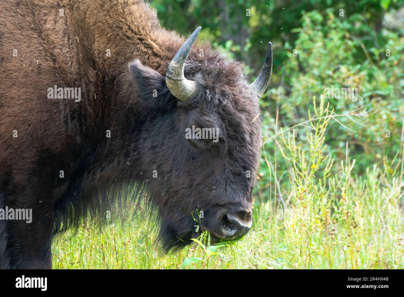 Wood Bison seen in Wood Bison Natinal Park, Northwest Territories and ...
