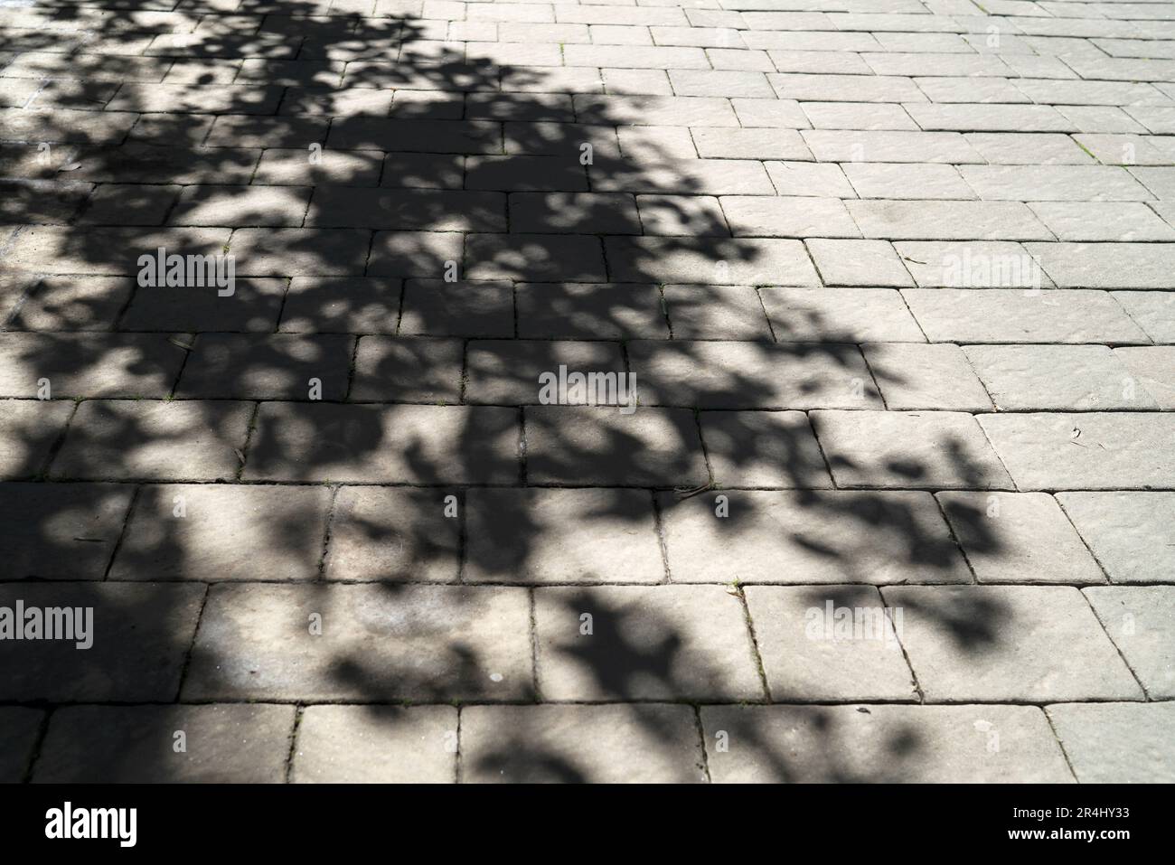 Tree shadow backdrop on the floor for background and inspiration with ...