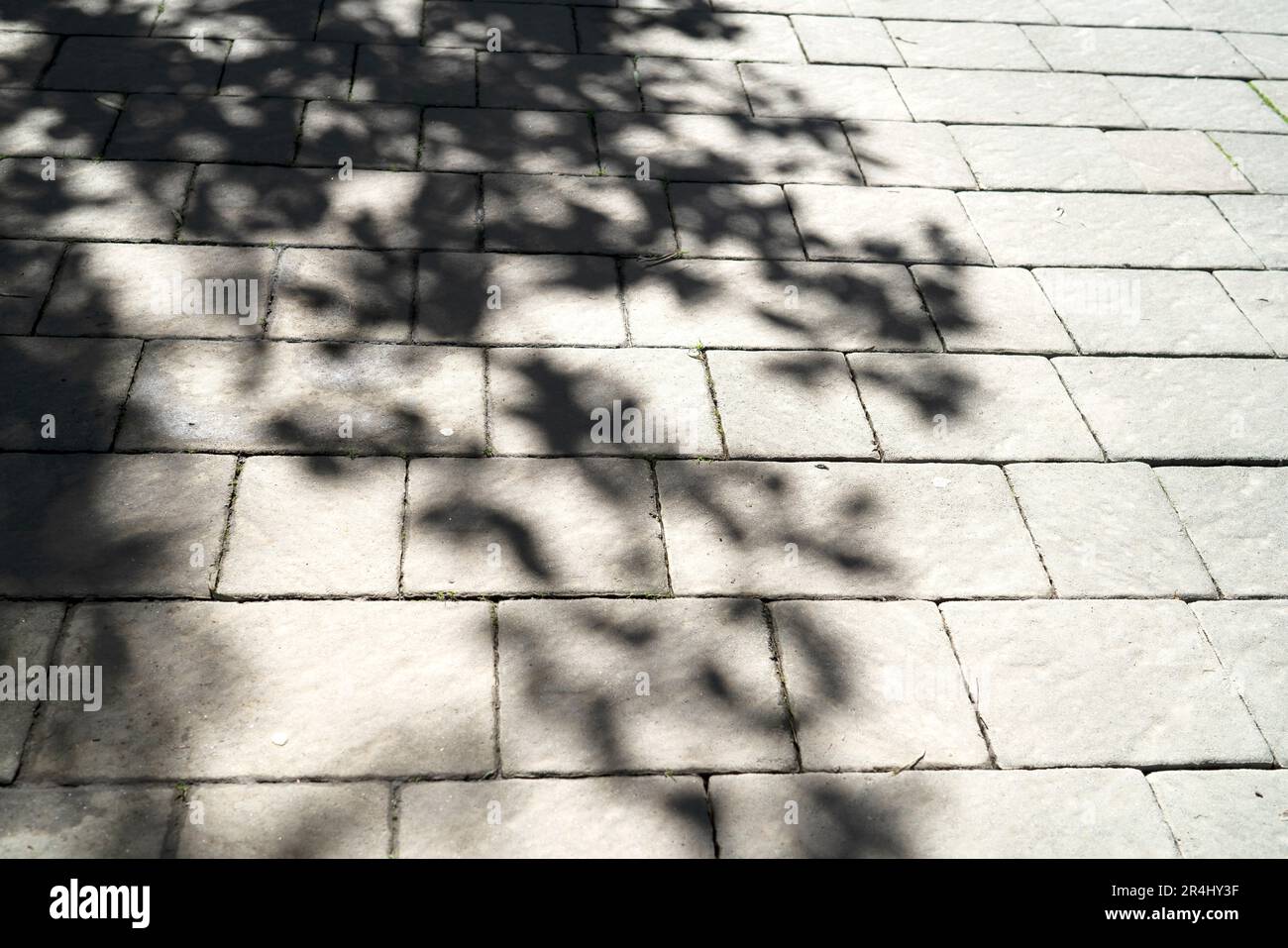Tree shadow backdrop on the floor for background and inspiration with ...