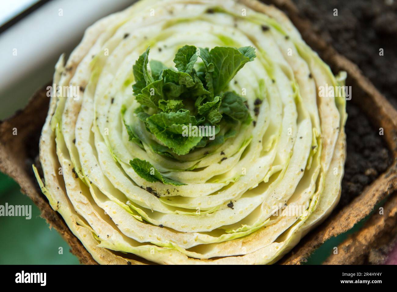 Re-seedling of Beijing cabbages in peat containers, spring preparation ...