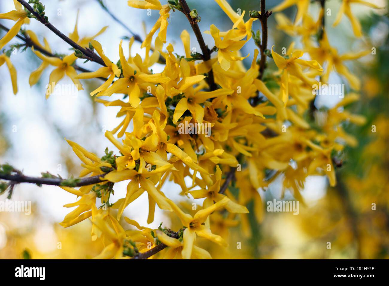 Brightly yellow blossoming bush of a honey tree Stock Photo - Alamy