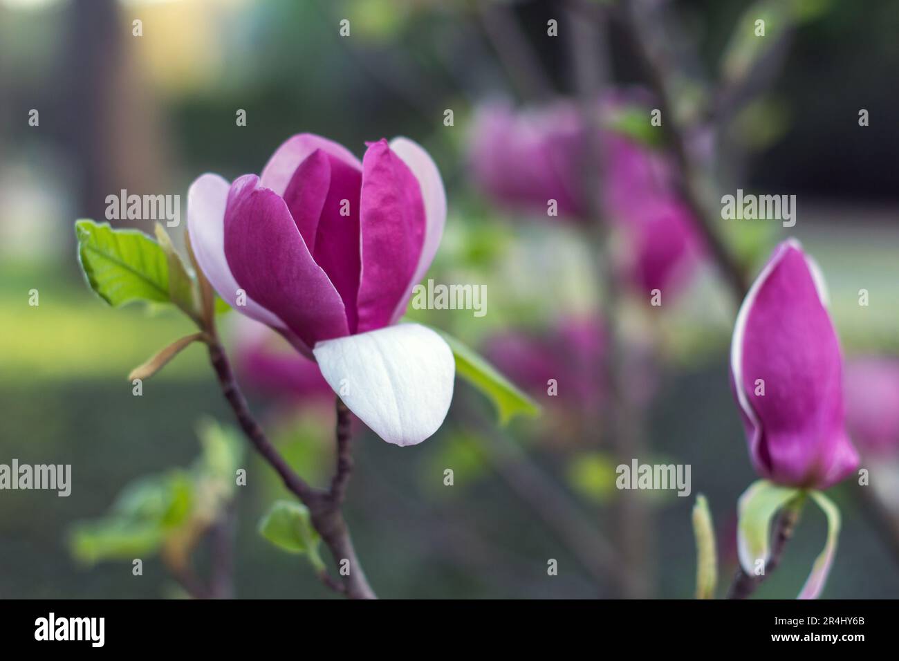 Gentle flowering magnolia purple color in spring garden on green ...