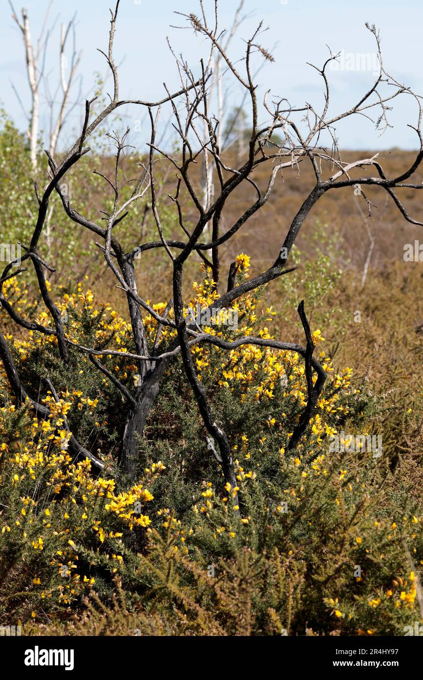 New growth around burnt tree hi-res stock photography and images - Alamy