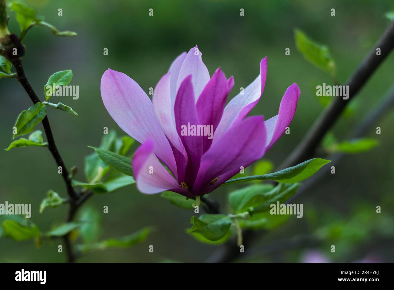 Gentle flowering magnolia purple color in spring garden on green ...