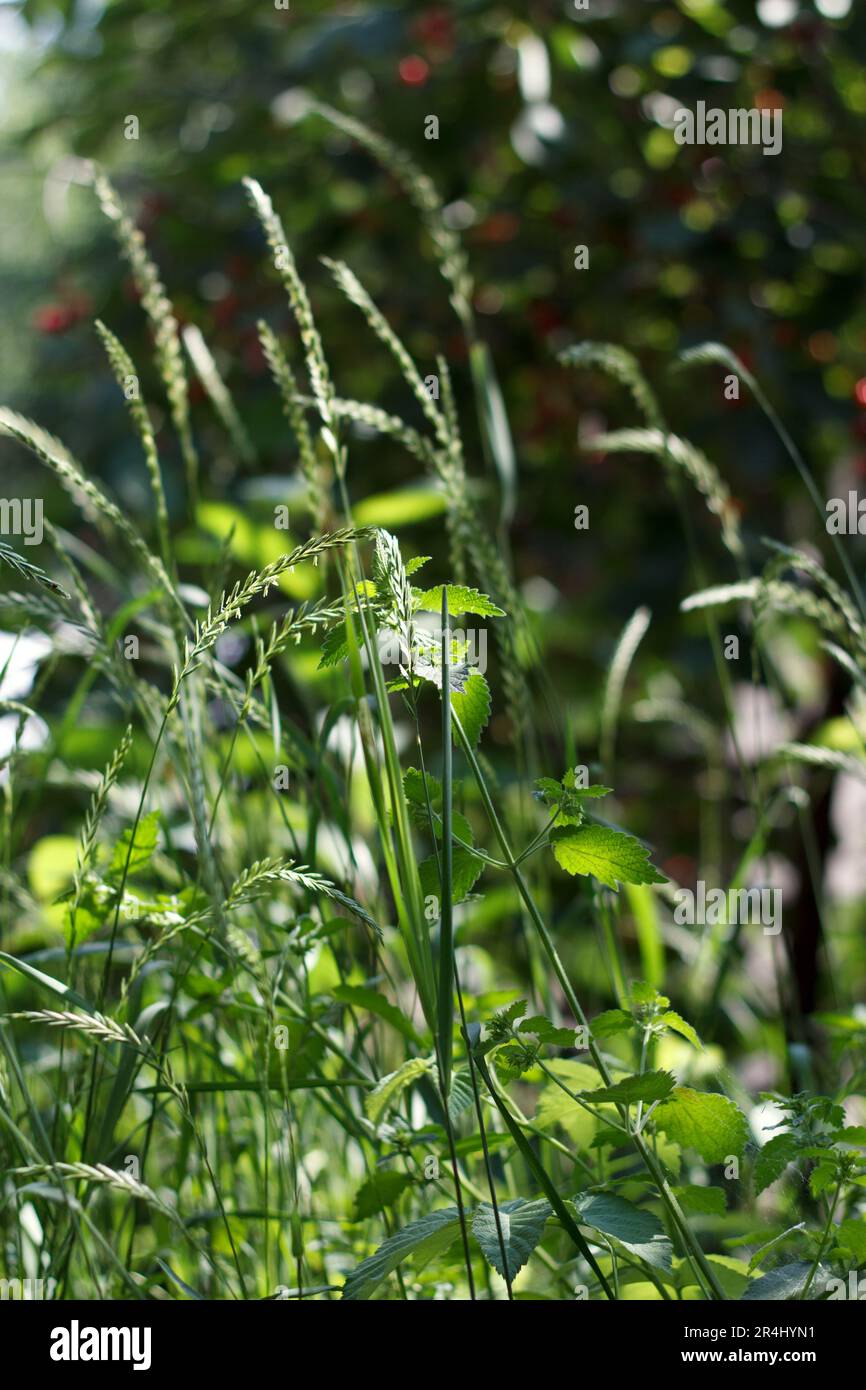 Flower green field - forest grass on the lawn in solar rays Stock Photo ...
